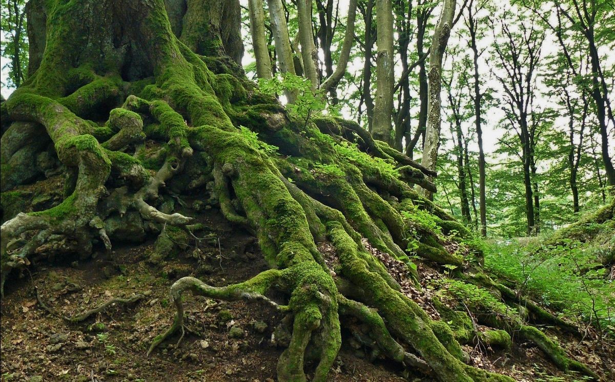 Finding Root Causes Part 1 5 Whys